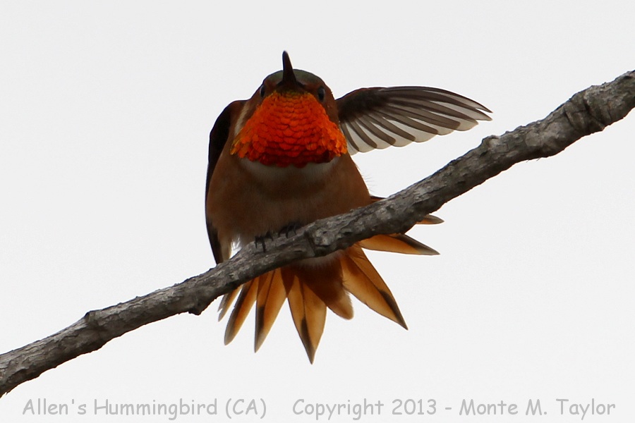 Allen's Hummingbird