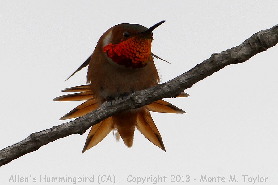 Allen's Hummingbird