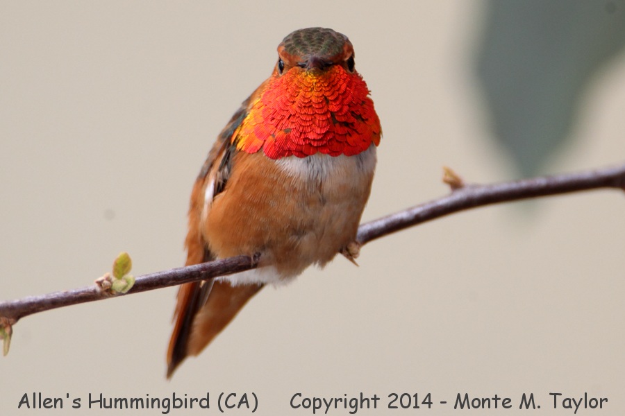 Allen's Hummingbird