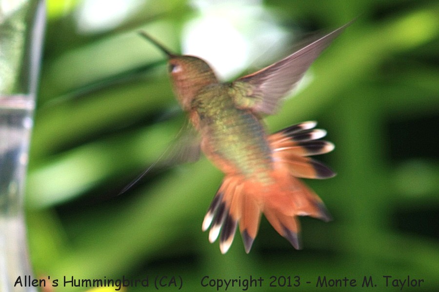 Allen's Hummingbird