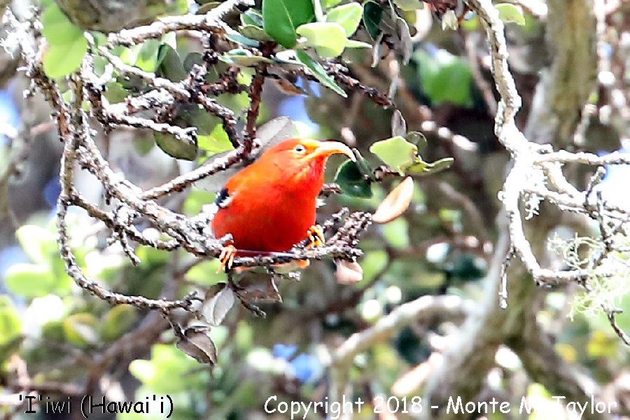 I'iwi