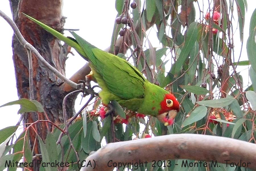 Mitred Parakeet (Conure)