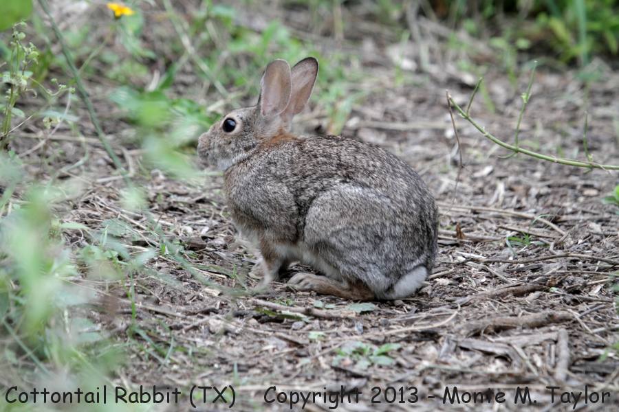 Cottontail Rabbit