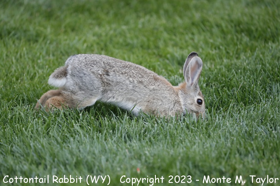 Cottontail Rabbit