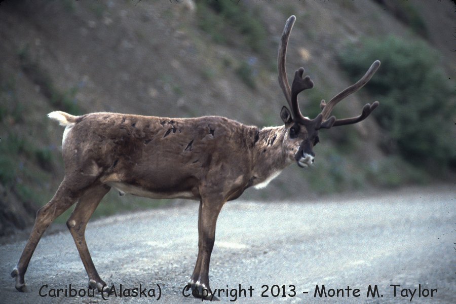 Caribou (Reindeer)