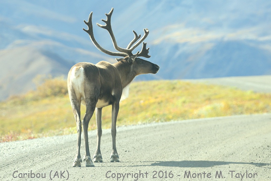 Caribou (Reindeer)