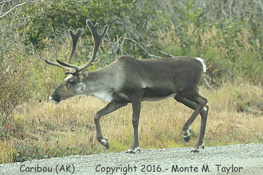 Caribou (Reindeer)
