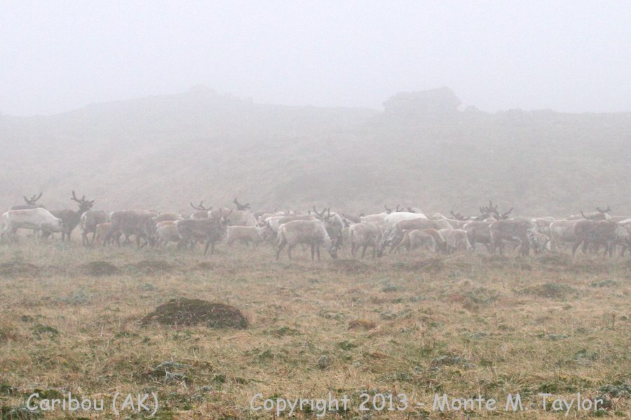 Caribou (Reindeer)