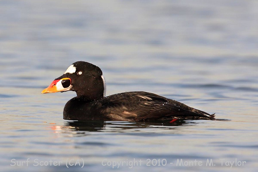 Surf Scoter