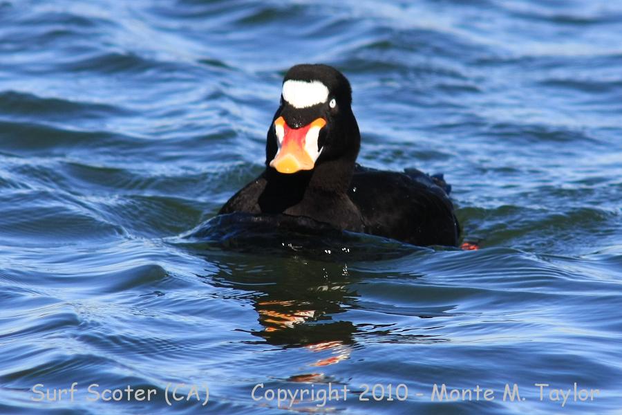 Surf Scoter