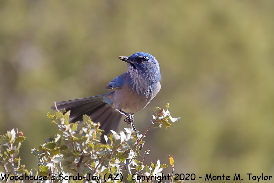 Woodhouse's Scrub-Jay