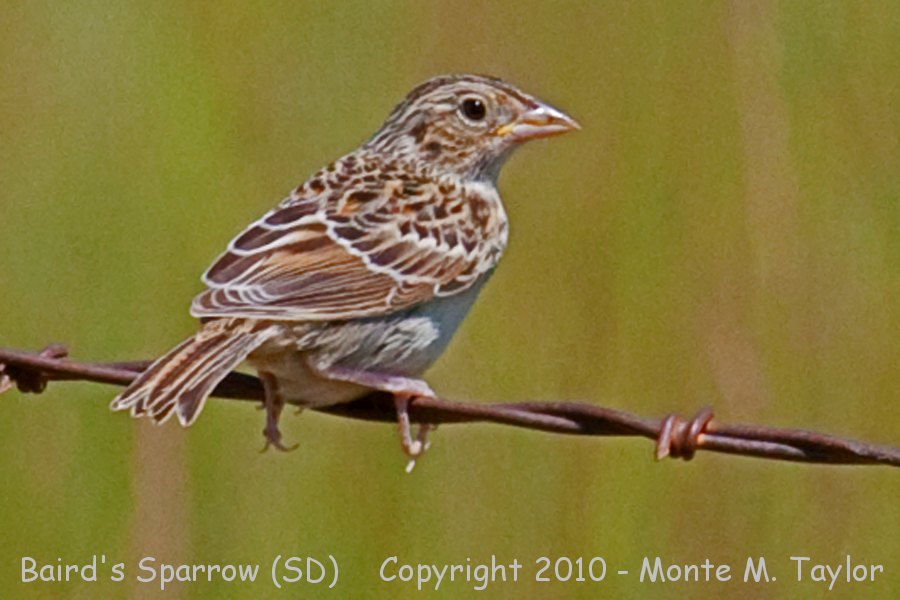 Baird's Sparrow