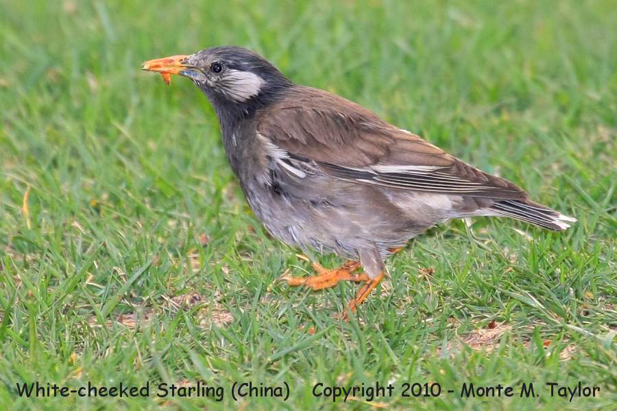 White-cheeked Starling