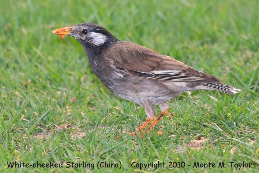 White-cheeked Starling