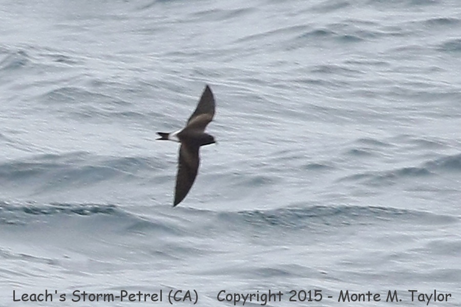 Leach's Storm-Petrel