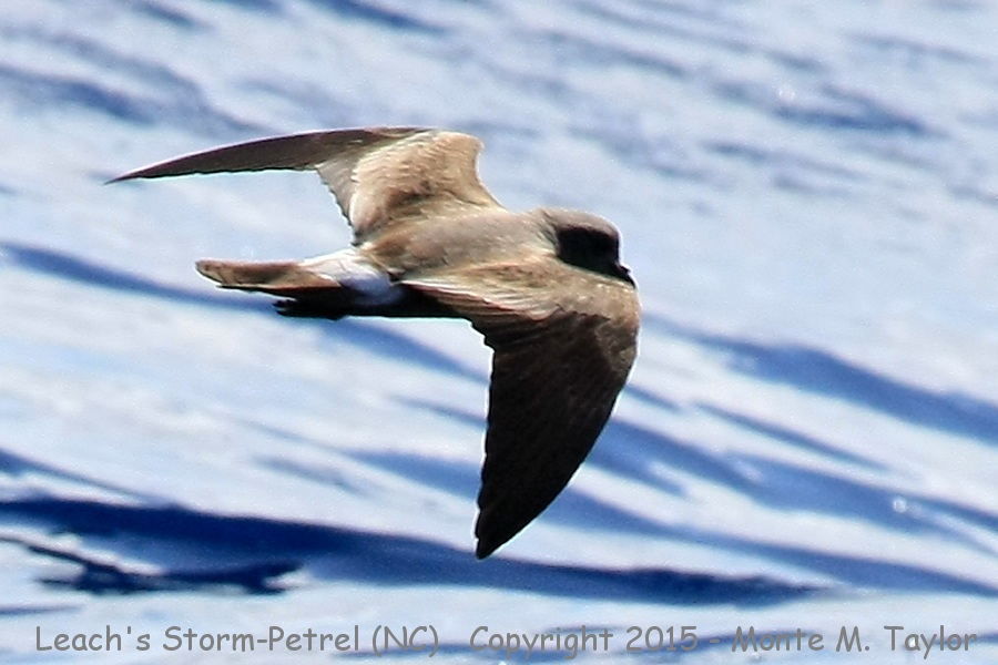Leach's Storm-Petrel