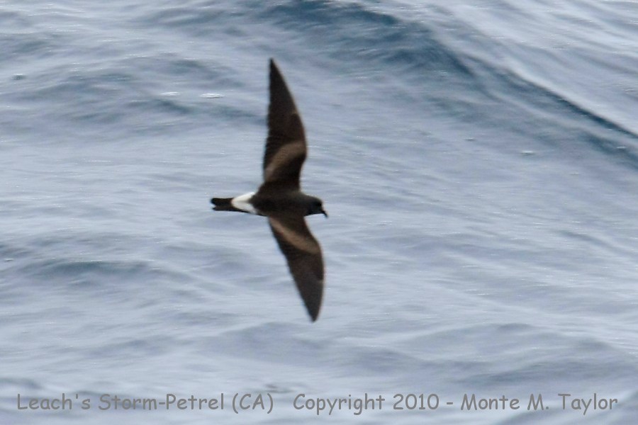Leach's Storm-Petrel
