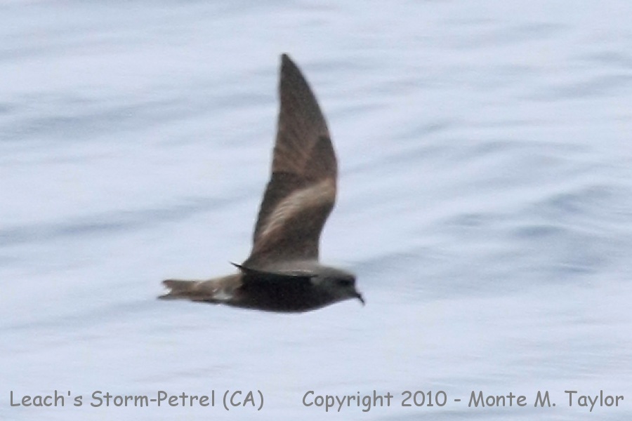 Leach's Storm-Petrel