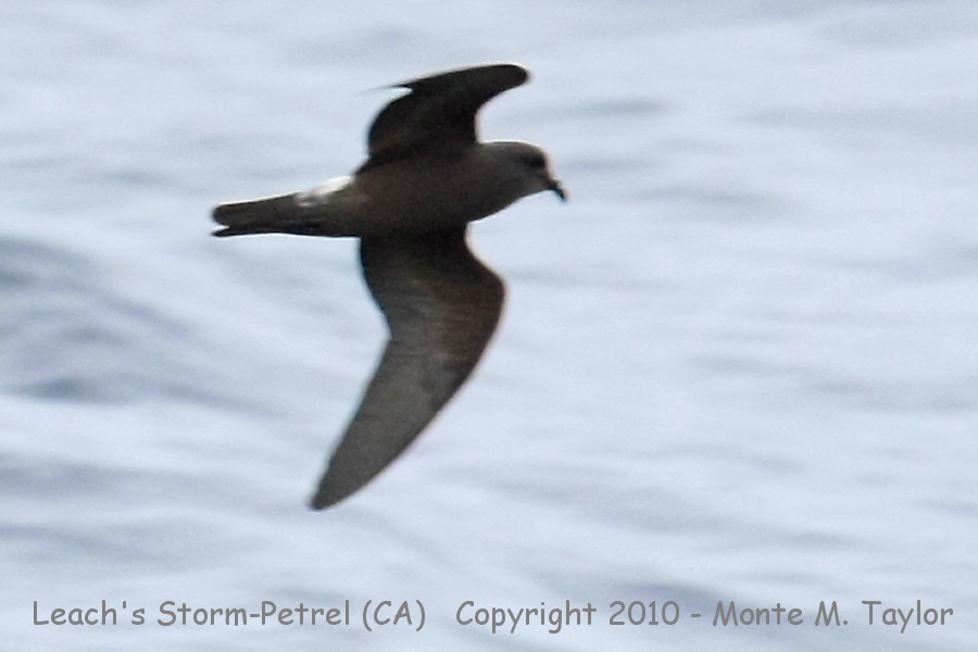 Leach's Storm-Petrel
