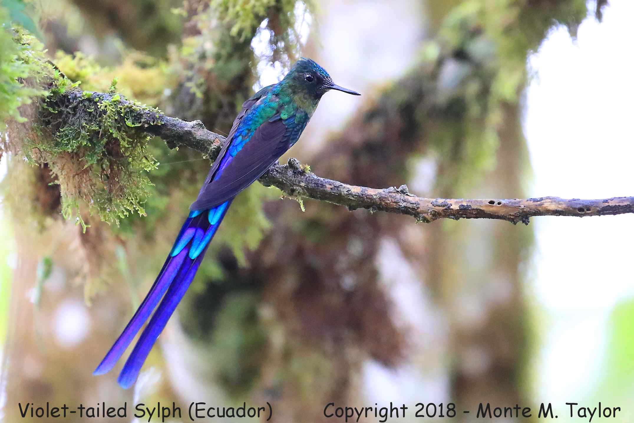 Violet-tailed Sylph