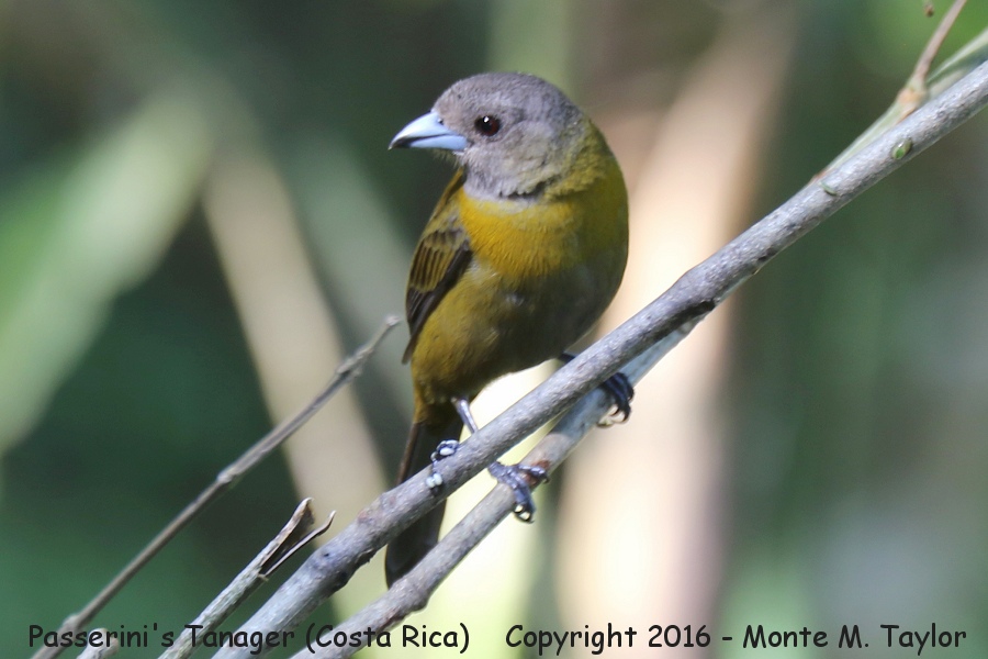 Scarlet-rumped Tanager