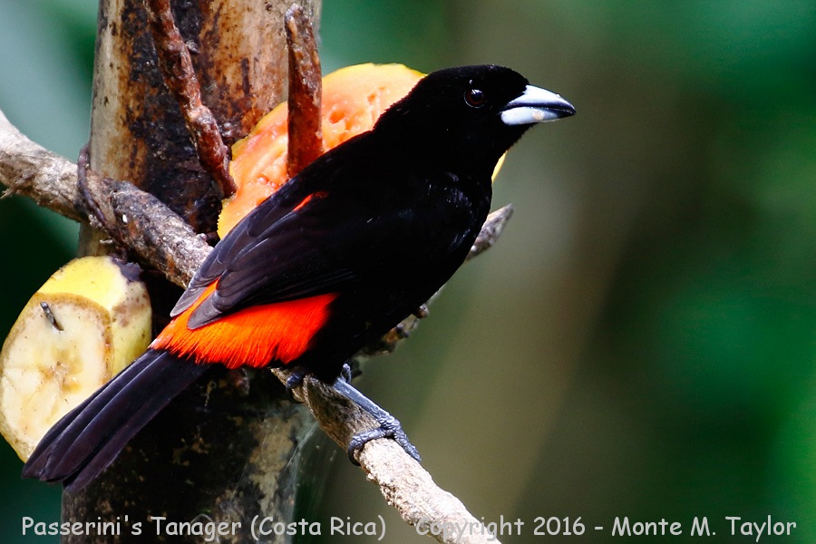 Scarlet-rumped Tanager