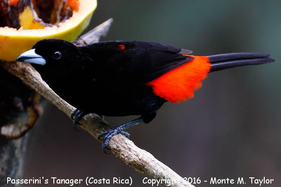 Scarlet-rumped Tanager