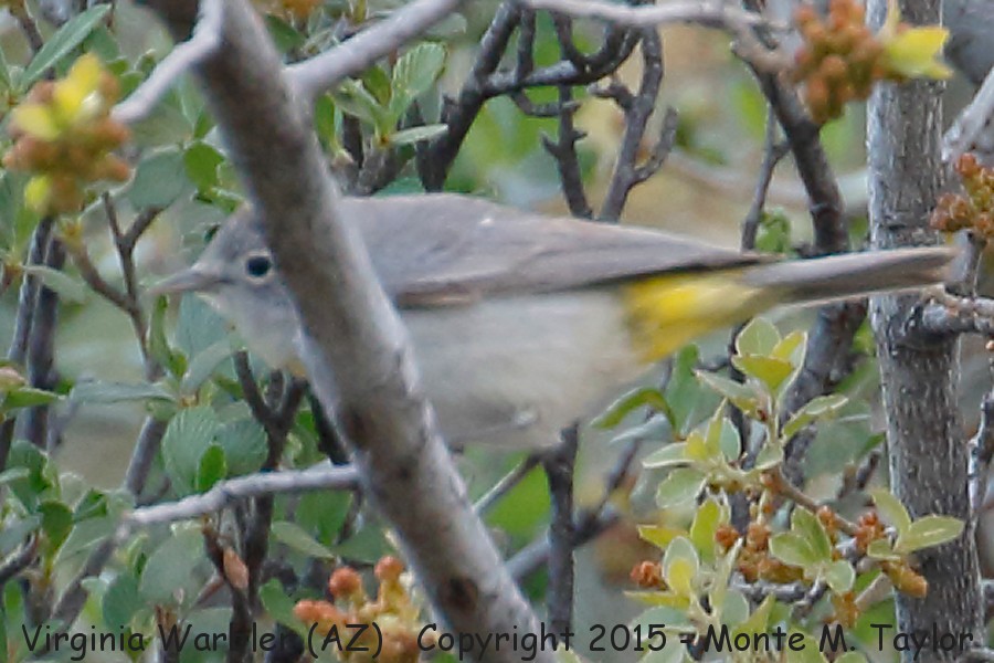 Virginia's Warbler