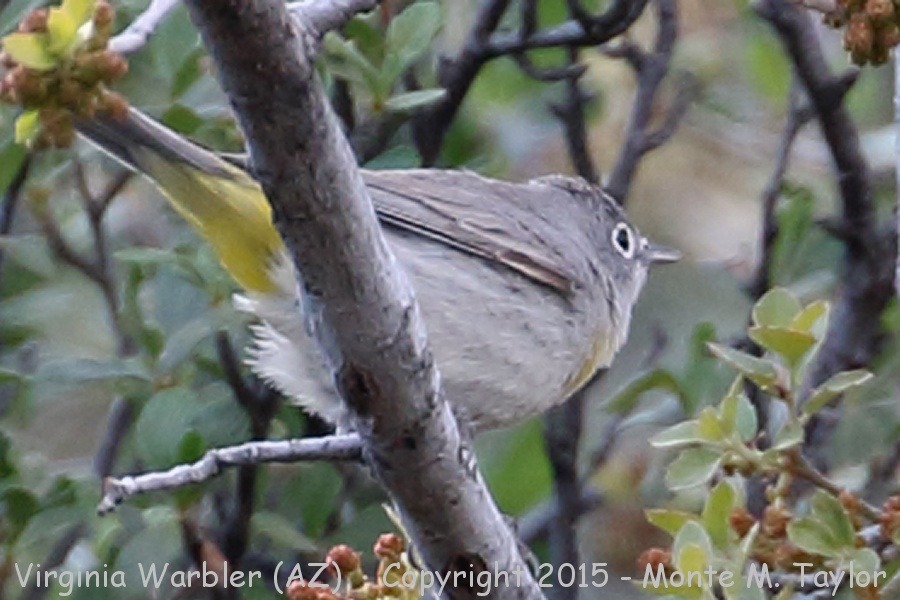 Virginia's Warbler