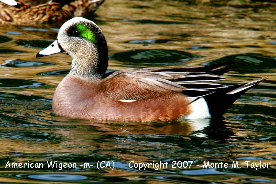 American Wigeon