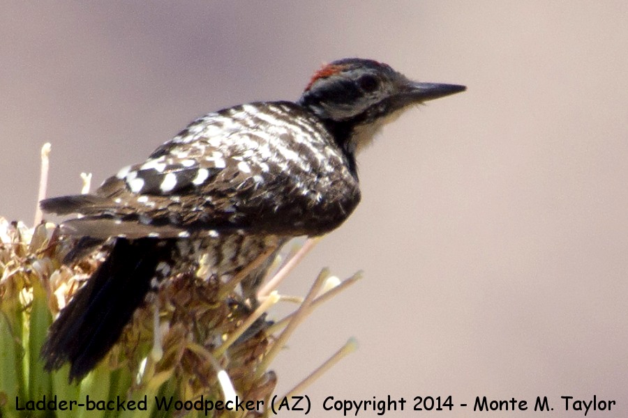 Ladder-backed Woodpecker
