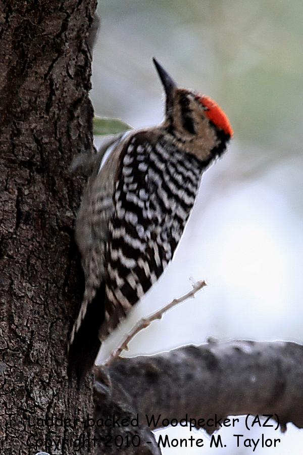 Ladder-backed Woodpecker