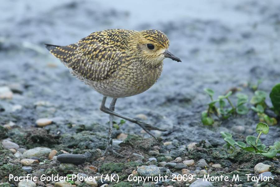 Gambell, Alaska - August/September, 2009