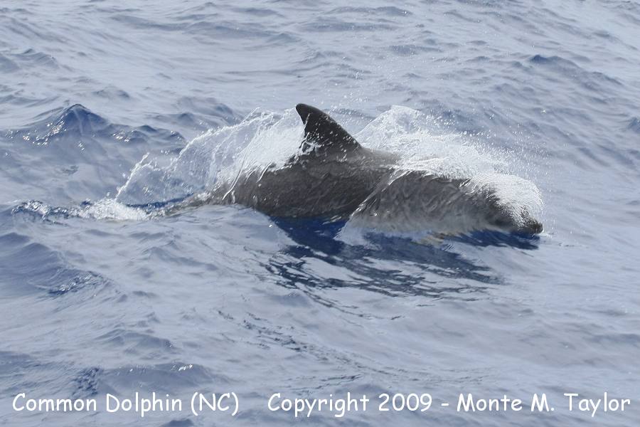 Cetacean (and other Sea Mammals) Gallery