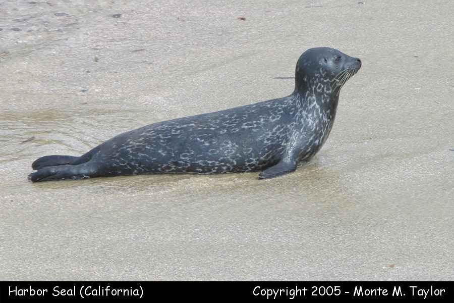 Cetacean (and other Sea Mammals) Gallery