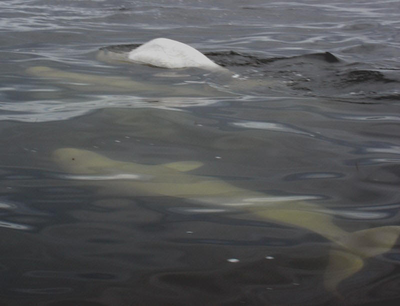 Cetacean (and other Sea Mammals) Gallery