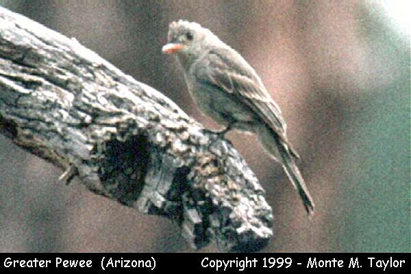 Flycatcher (2) Gallery