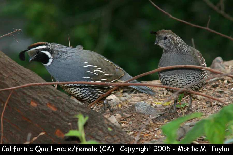 Grouse, Ptarmigan, Pheasant, Bobwhite, Chukar, Prairie-Chicken Turkey ...