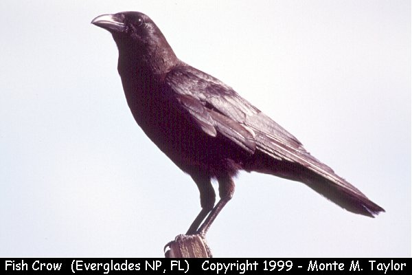 Jays, Magpie, Nutcracker, Crows and Raven Gallery