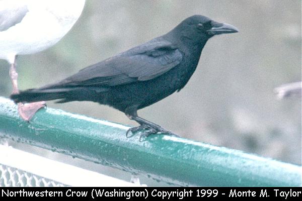 Jays, Magpie, Nutcracker, Crows and Raven Gallery