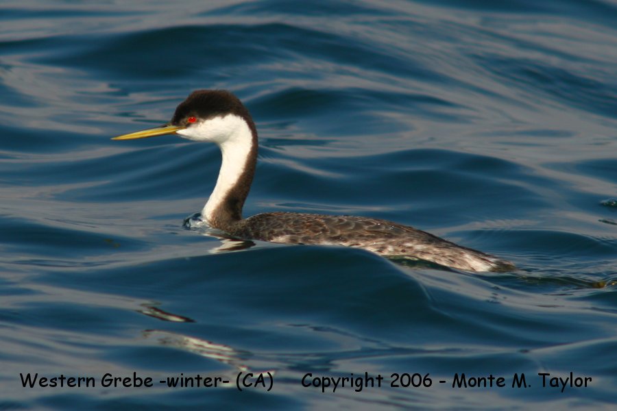 Loon and Grebe Gallery