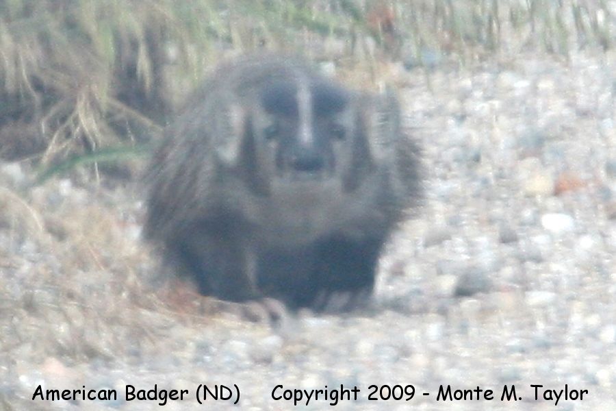 Mammal, Reptiles, Amphibians Gallery