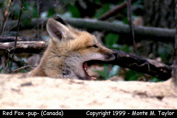 Mammal, Reptiles, Amphibians Gallery