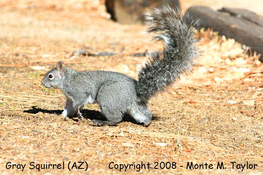 Mammal, Reptiles, Amphibians Gallery