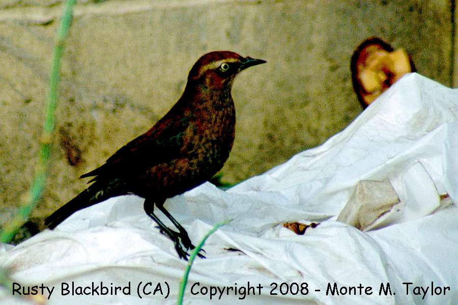 Orioles, Blackbirds, Cowbirds, Grackle, and Meadowlark Gallery