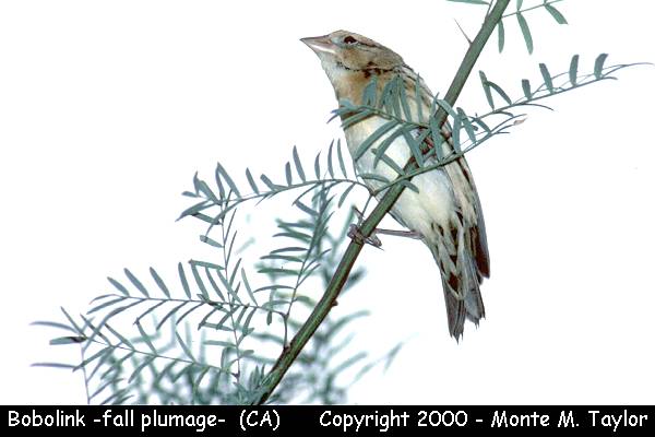 Orioles, Blackbirds, Cowbirds, Grackle, and Meadowlark Gallery