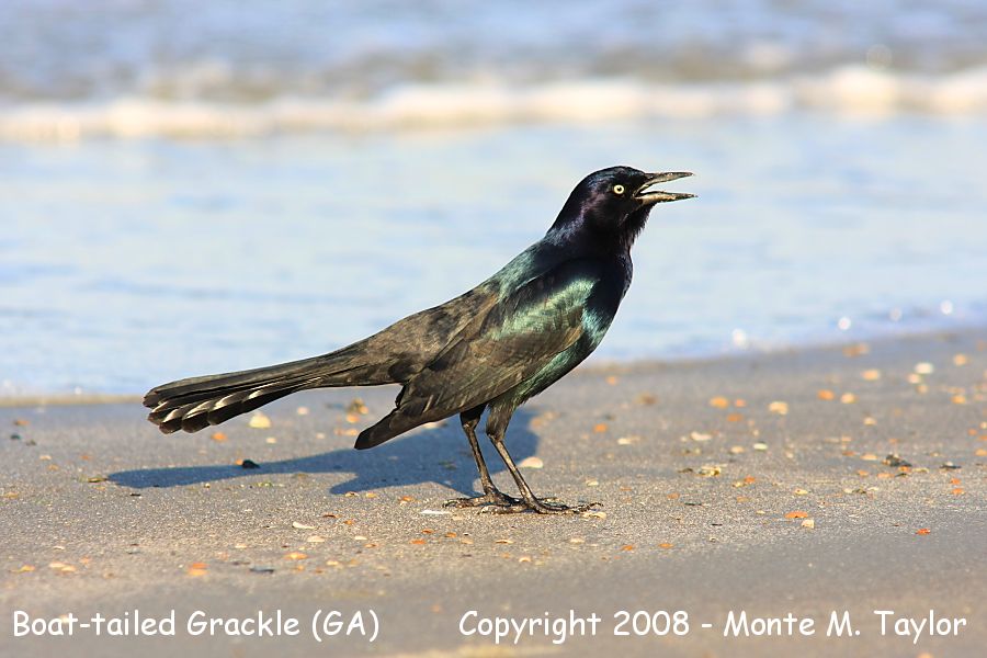 Orioles, Blackbirds, Cowbirds, Grackle, and Meadowlark Gallery