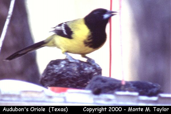 Orioles, Blackbirds, Cowbirds, Grackle, and Meadowlark Gallery