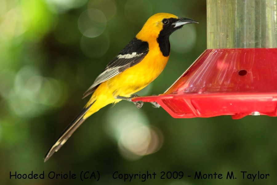 Orioles, Blackbirds, Cowbirds, Grackle, and Meadowlark Gallery
