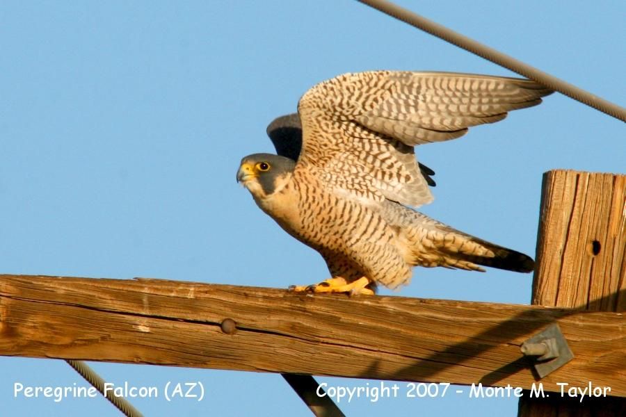 Raptor (Hawks, Eagles, Falcons, Merlin, Caracara, Condors, Accipiters ...